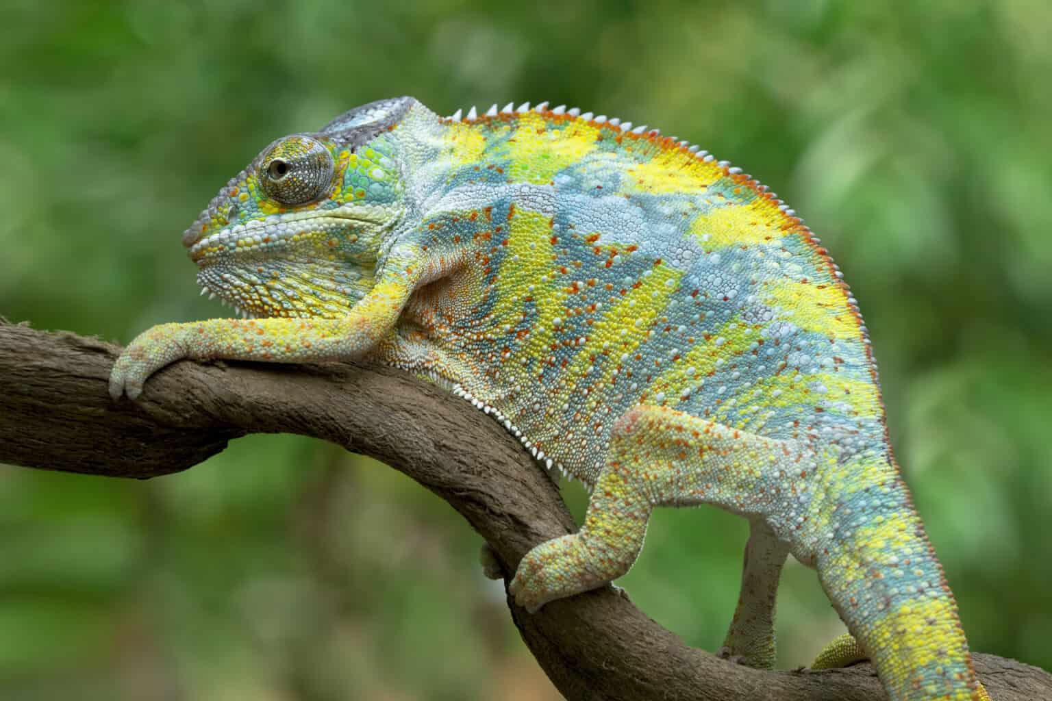 11 Best Reptile Pets for Kids | The Inspiration Edit