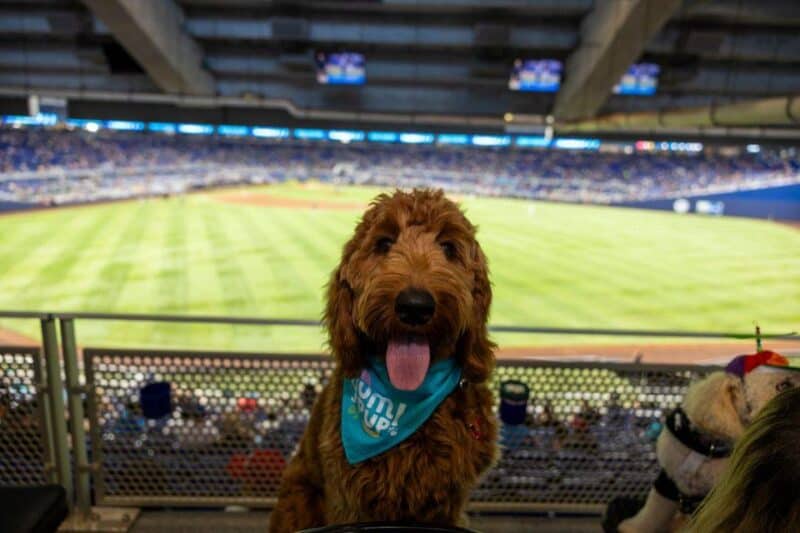 MLB Bark in the Park: Take Your Dog to the Ballgame | The Inspiration Edit