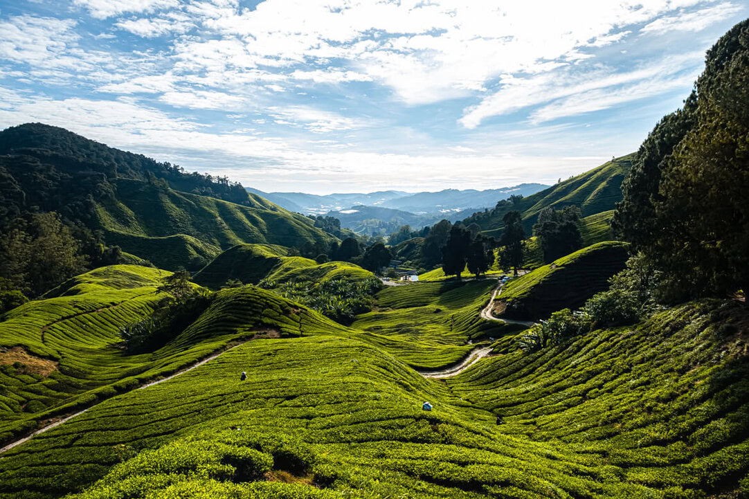 Cameron Highlands High In Malaysia Flashpacking Travel Blog The