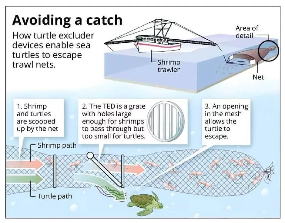 how do shrimp nets work
