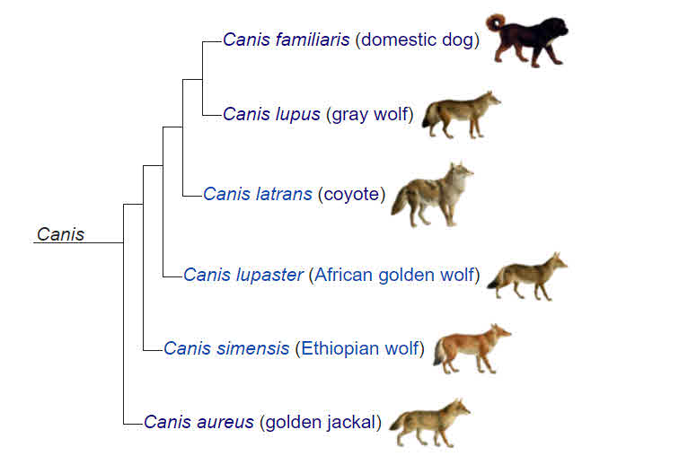 Canidae Family Tree