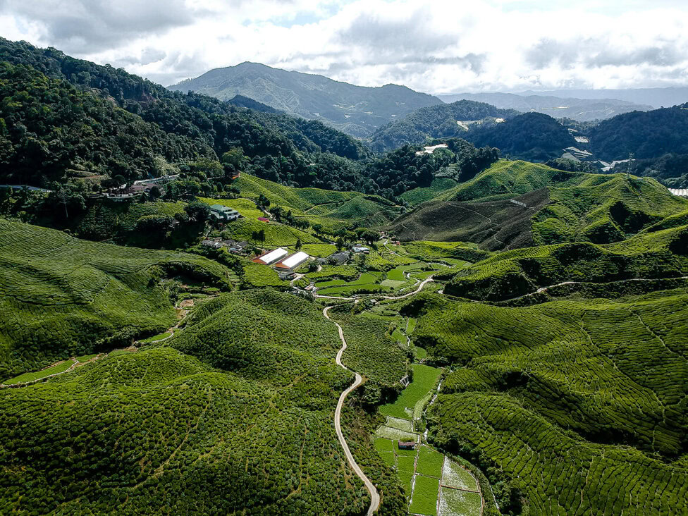 Cameron Highlands High In Malaysia Flashpacking Travel Blog The