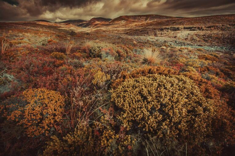 Nature Color Photography