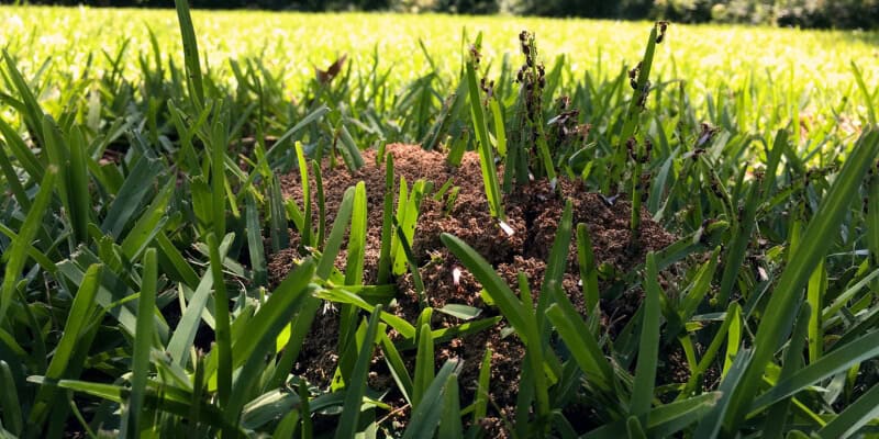 Outdoor Ant Baits to Eliminate Ants in Your Yard
