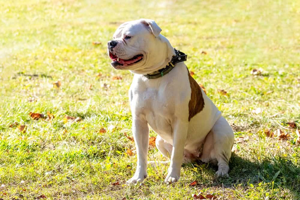 UK Government Implements Ban on XL Bully Dogs Amid Safety Concerns