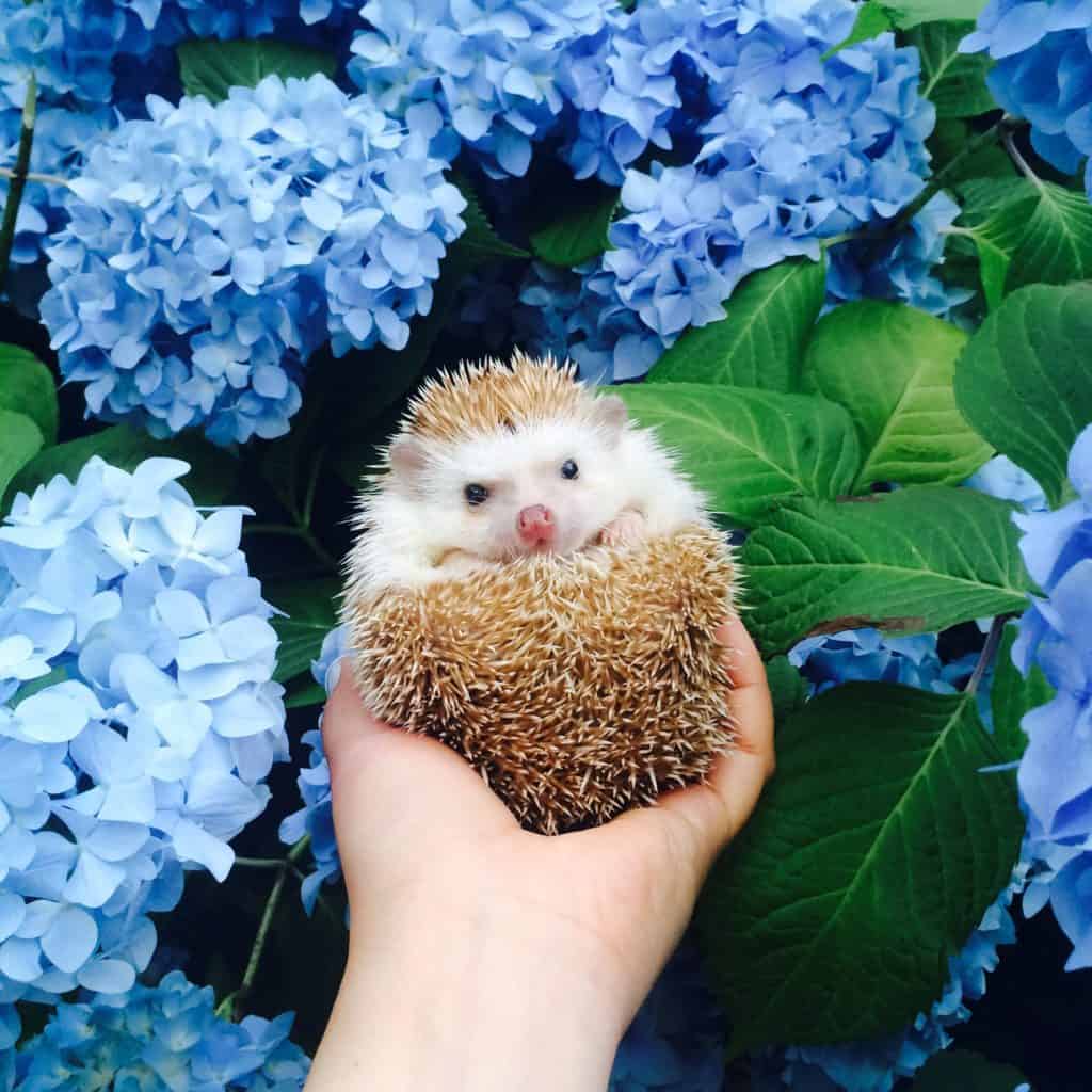 Finding creative confidence from Amelia the hedgehog – Cold Tea Collective