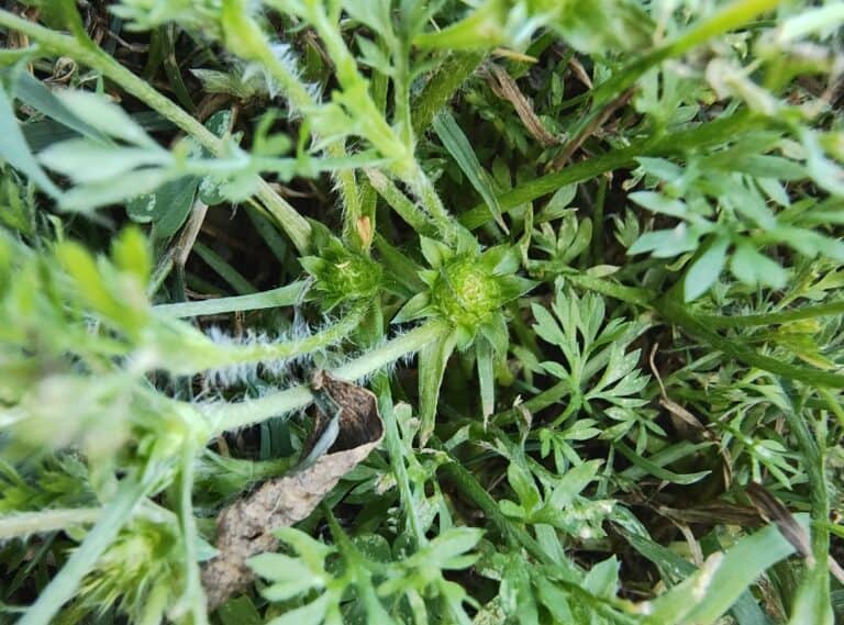 Bindii: Ultimate Guide To Getting Rid Of The Prickly Menace