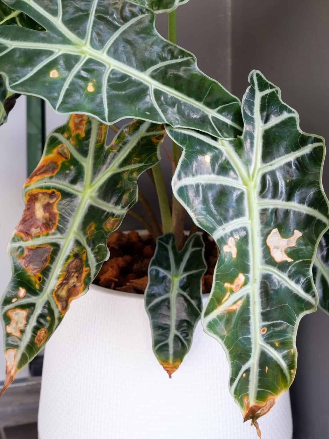 How To Fix Alocasia Root Rot | Houseplant Alley