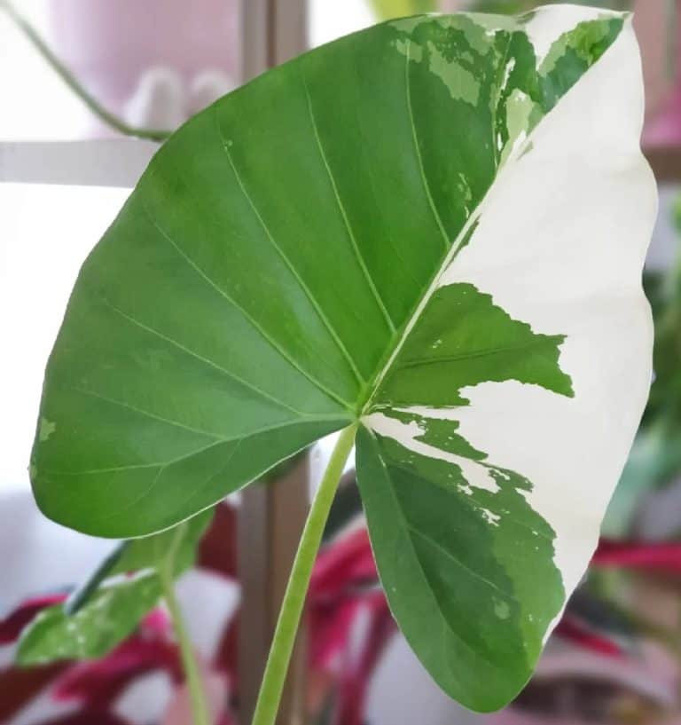 100+ Alocasia Varieties With Names and Pictures | Houseplant Alley