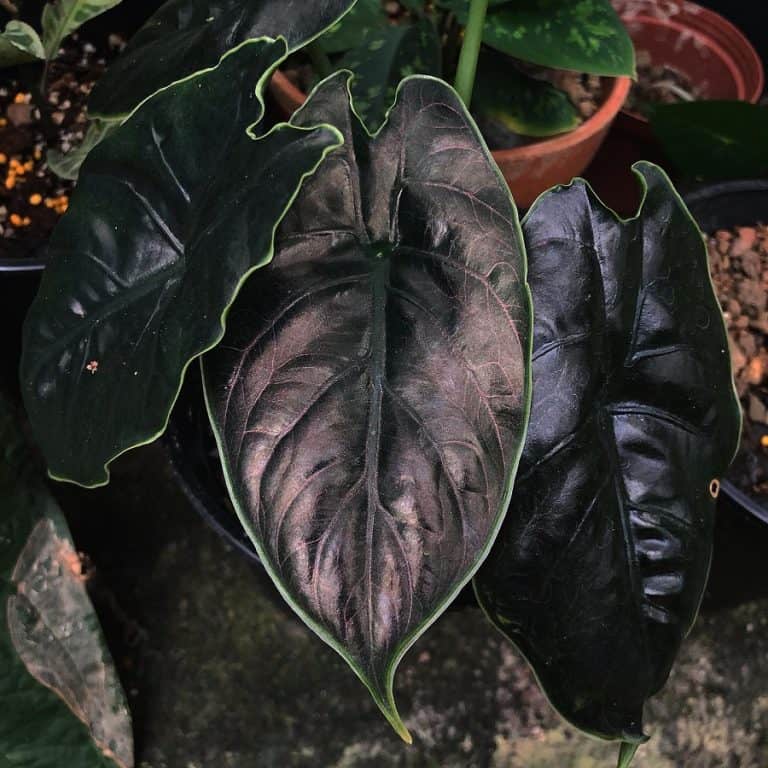 100+ Alocasia Varieties With Names and Pictures | Houseplant Alley