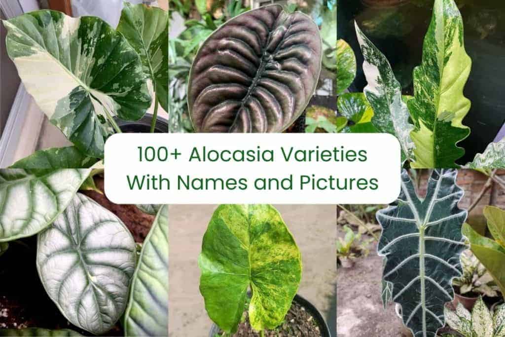 100+ Alocasia Varieties With Names and Pictures | Houseplant Alley