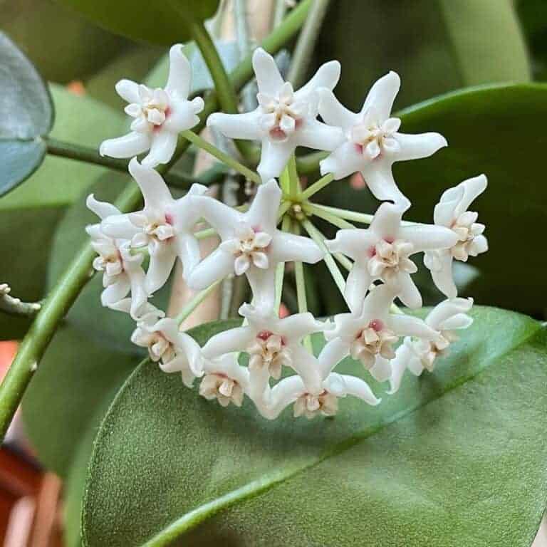 300 Hoya Species With Names and Pictures | Houseplant Alley