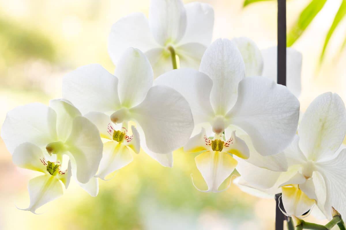 What Do Orchids Smell Like? | Houseplant Alley