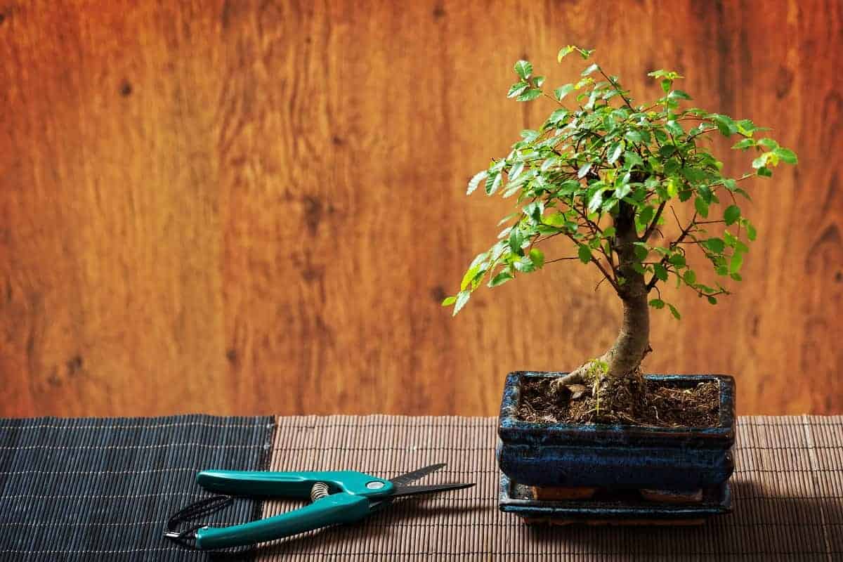 How To Grow Bonsai From Seeds | Houseplant Alley