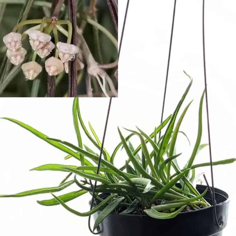 300 Hoya Species With Names and Pictures | Houseplant Alley