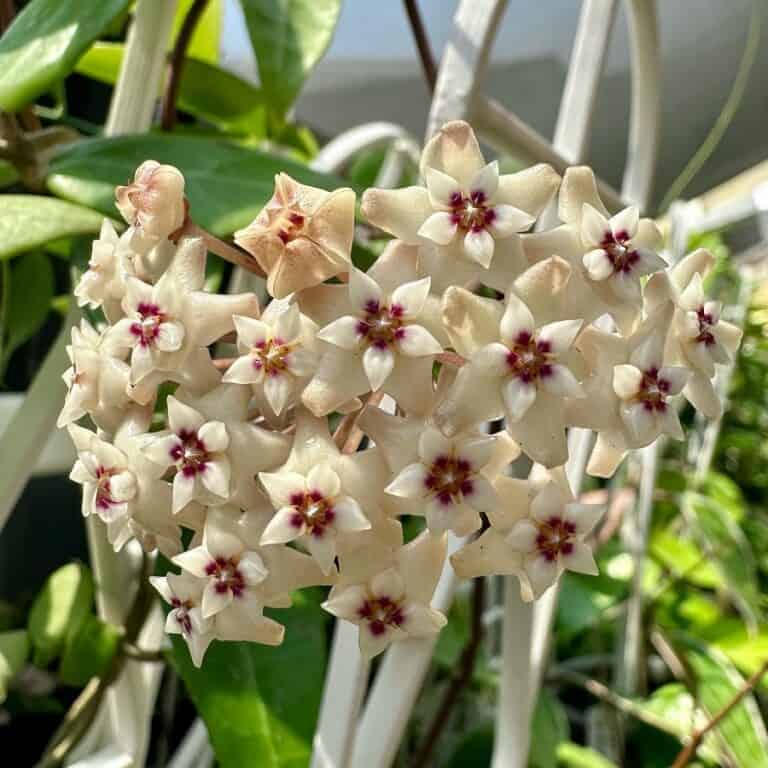300 Hoya Species With Names and Pictures | Houseplant Alley