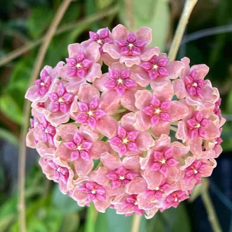 300 Hoya Species With Names and Pictures | Houseplant Alley