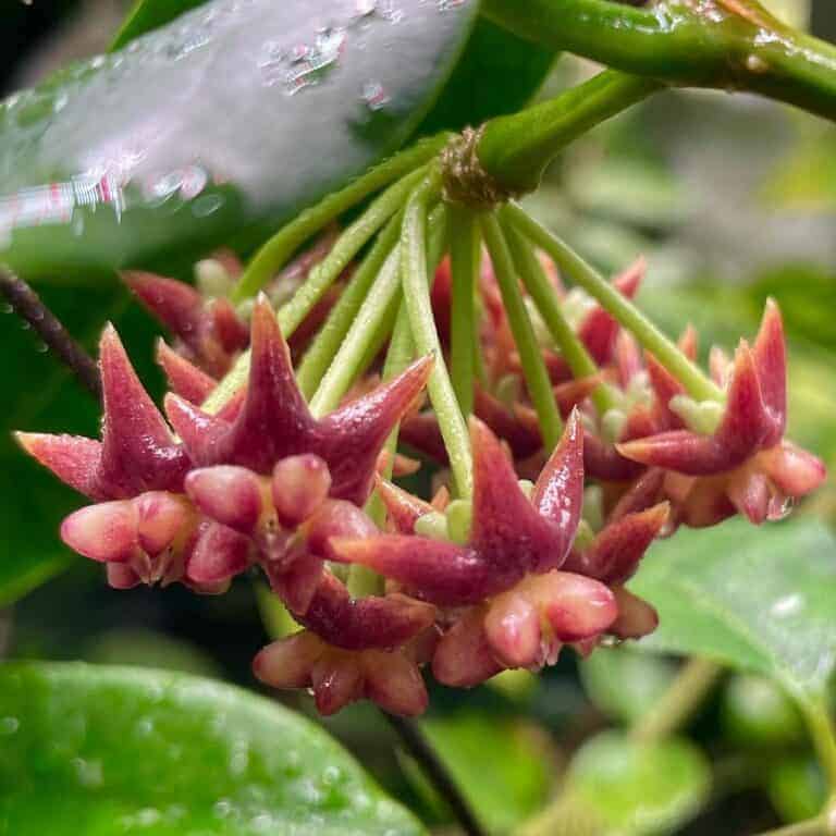 300 Hoya Species With Names and Pictures | Houseplant Alley