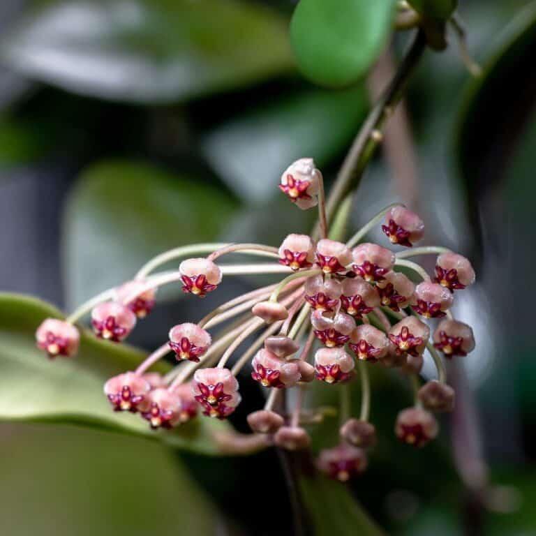 300 Hoya Species With Names and Pictures | Houseplant Alley