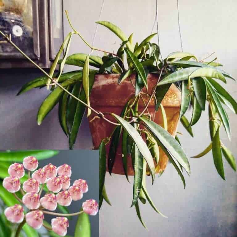300 Hoya Species With Names and Pictures | Houseplant Alley