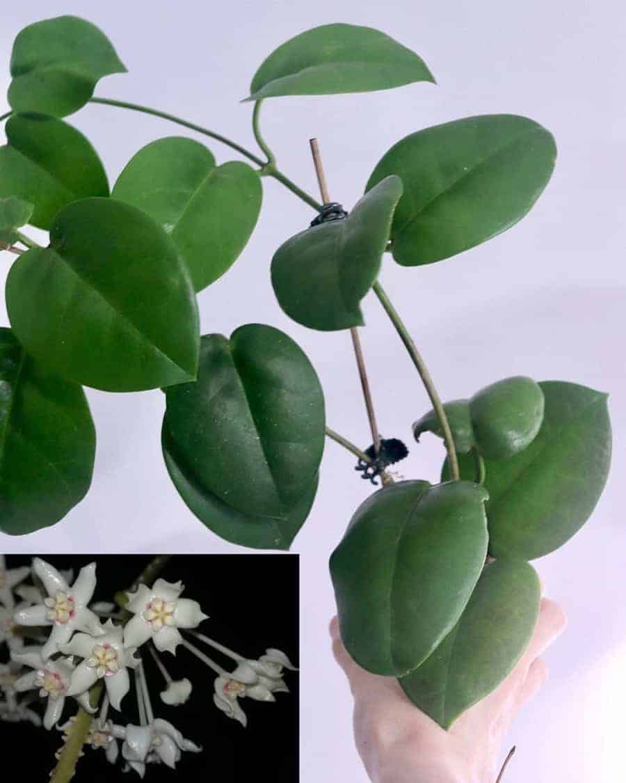 300 Hoya Species With Names and Pictures | Houseplant Alley