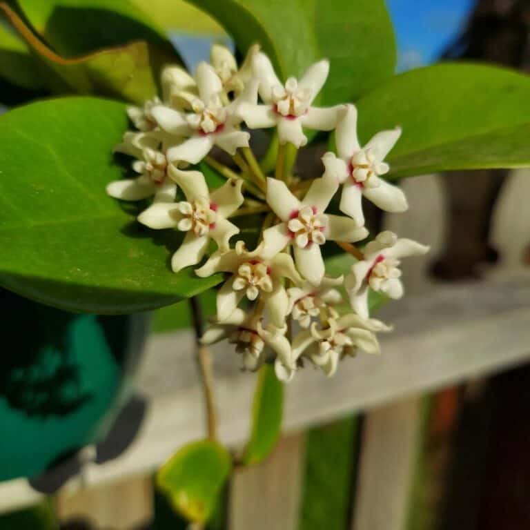 300 Hoya Species With Names and Pictures | Houseplant Alley