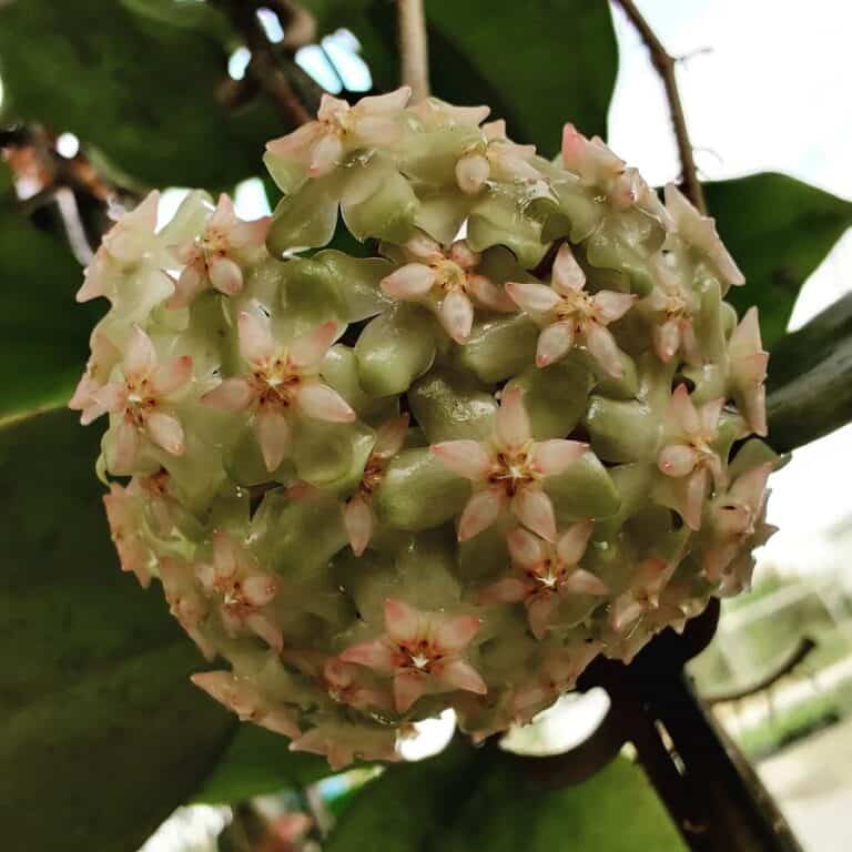 300 Hoya Species With Names and Pictures | Houseplant Alley