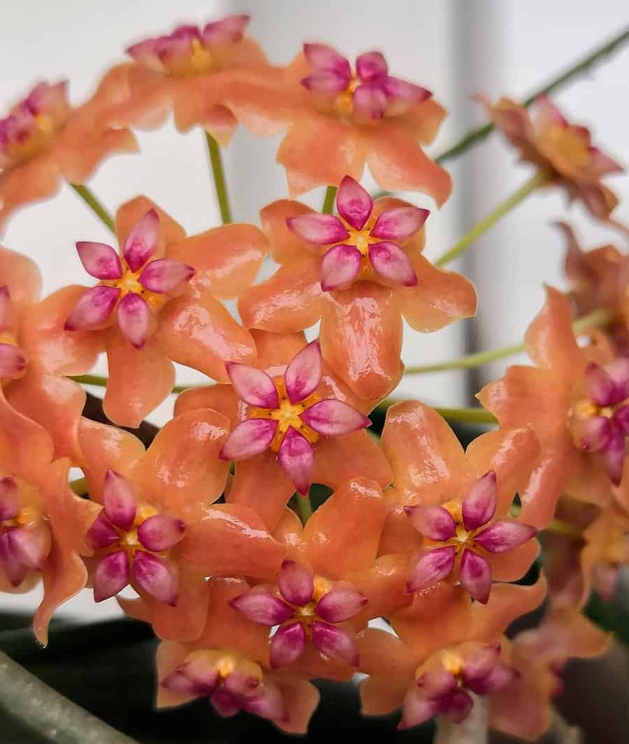 300 Hoya Species With Names and Pictures | Houseplant Alley