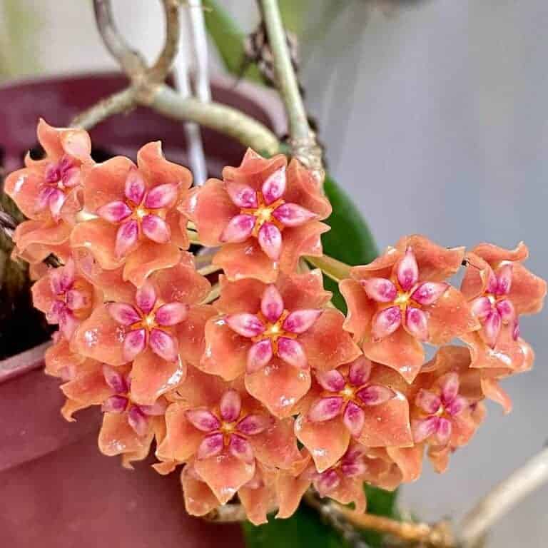300 Hoya Species With Names and Pictures | Houseplant Alley