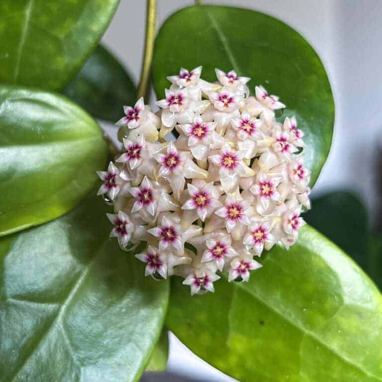 300 Hoya Species With Names and Pictures | Houseplant Alley