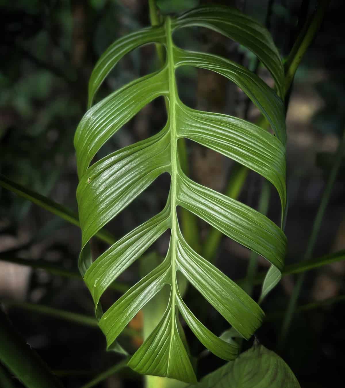 50 Different Types Of Monstera (With Pictures) | Houseplant Alley