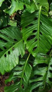 43 Different Types Of Monstera (With Pictures) | Houseplant Alley