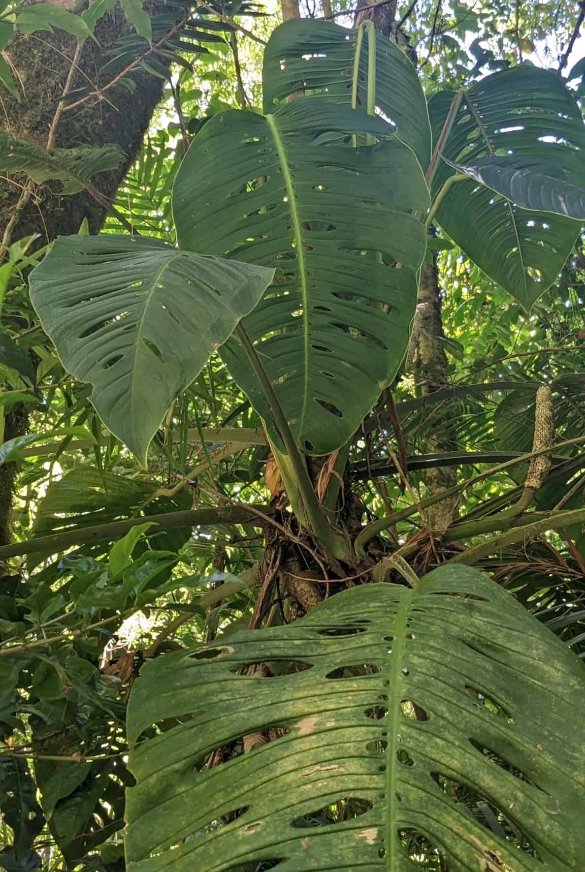 43 Different Types Of Monstera (With Pictures) | Houseplant Alley