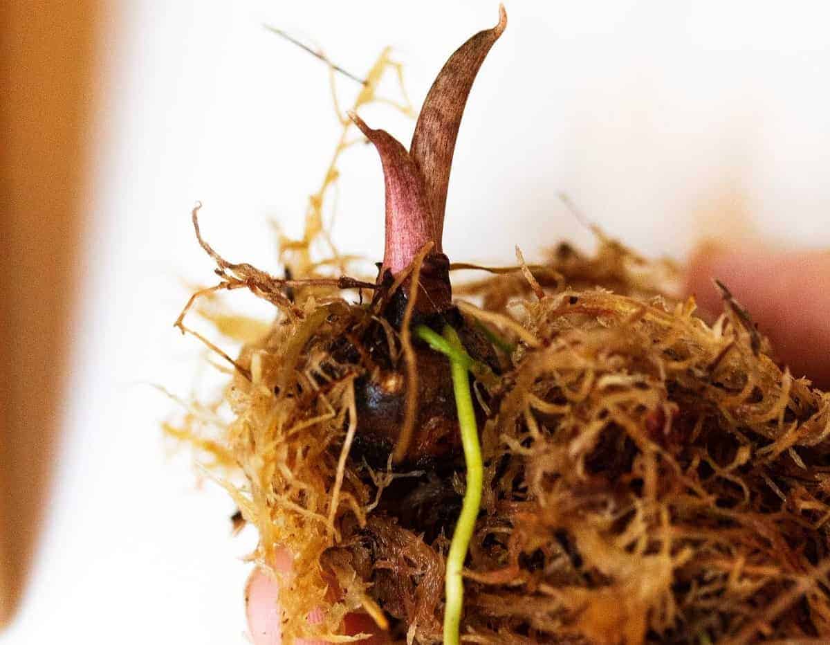 How To Propagate Alocasia Corms | Houseplant Alley