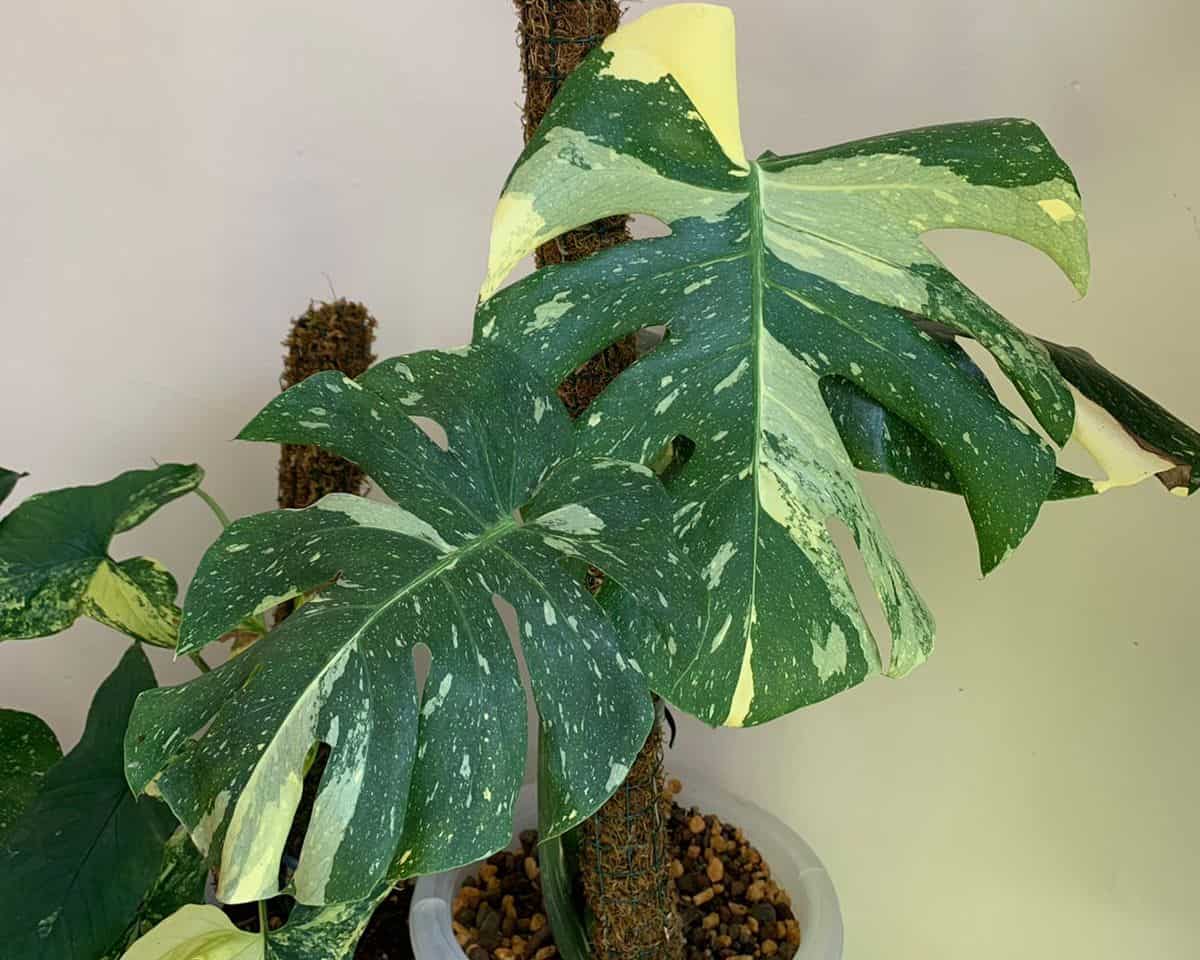 How To Grow Variegated Monstera Plants | Houseplant Alley