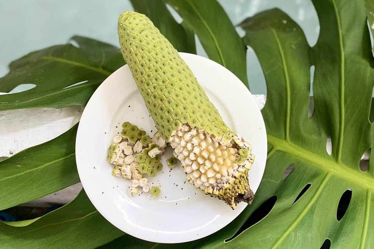 How To Grow Monstera From Seed | Houseplant Alley