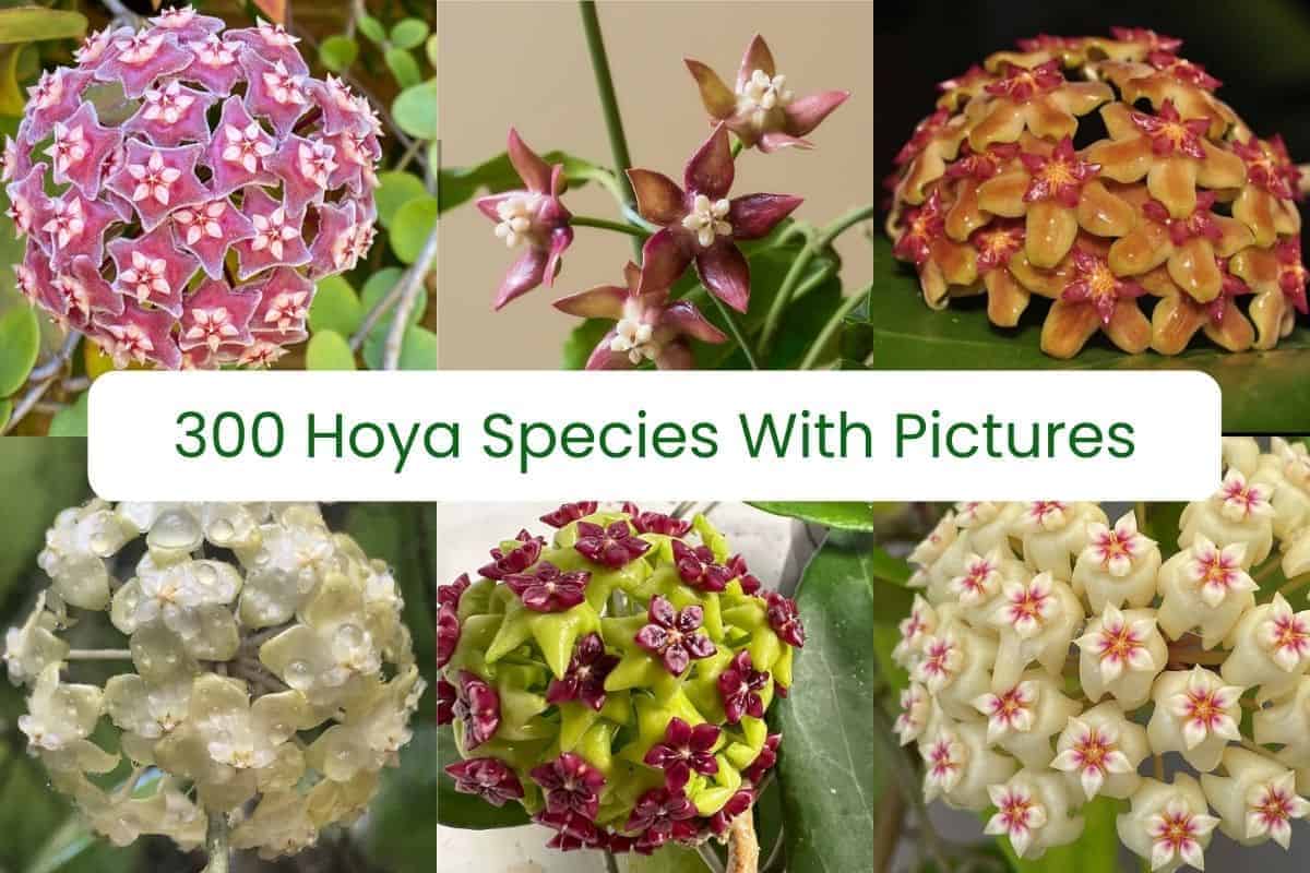 300 Hoya Species With Names and Pictures | Houseplant Alley