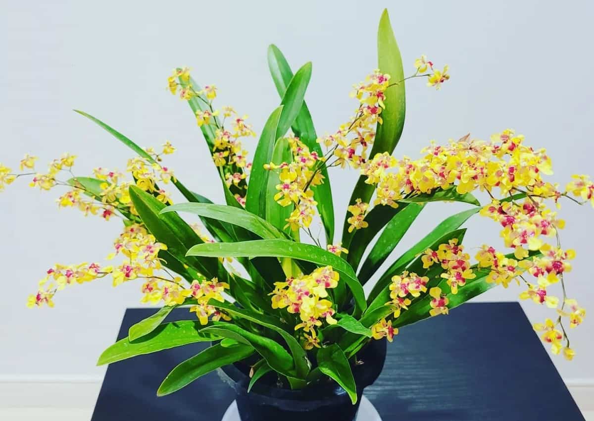 Oncidium Orchid Care Guide | Houseplant Alley