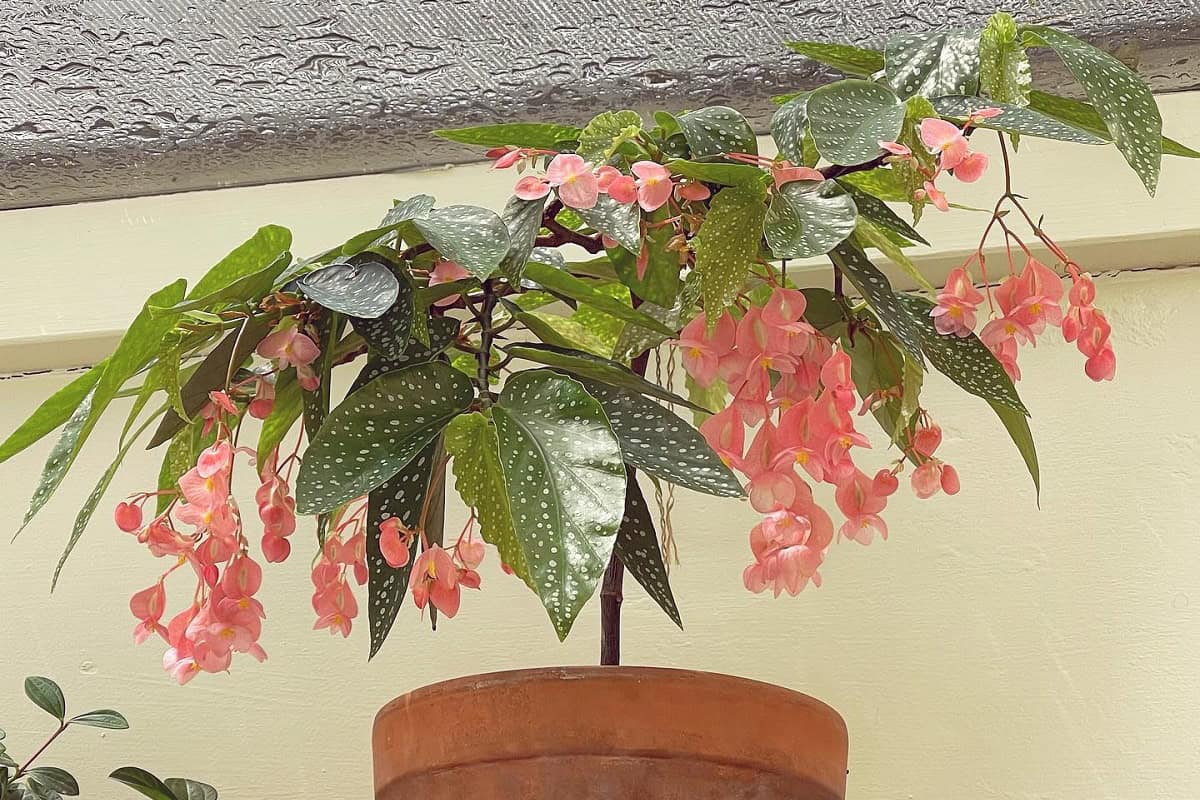 Begonia Tamaya Care And Propagation Guide | Houseplant Alley