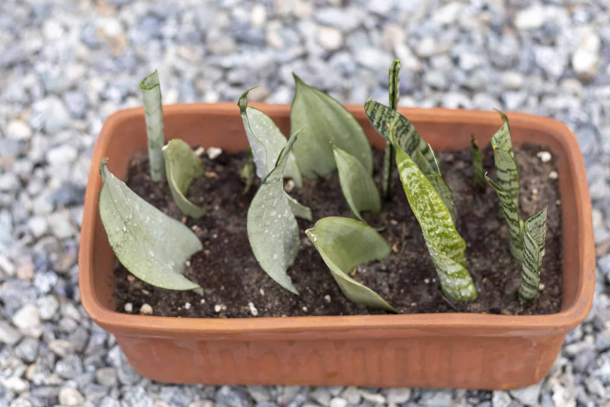 How Fast Do Snake Plants Grow? | Houseplant Alley