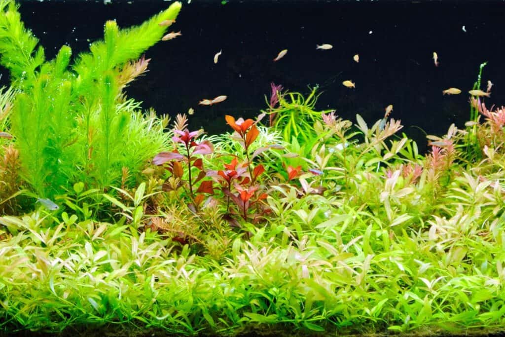 25 Best Miniature Plants For Terrariums | Houseplant Alley