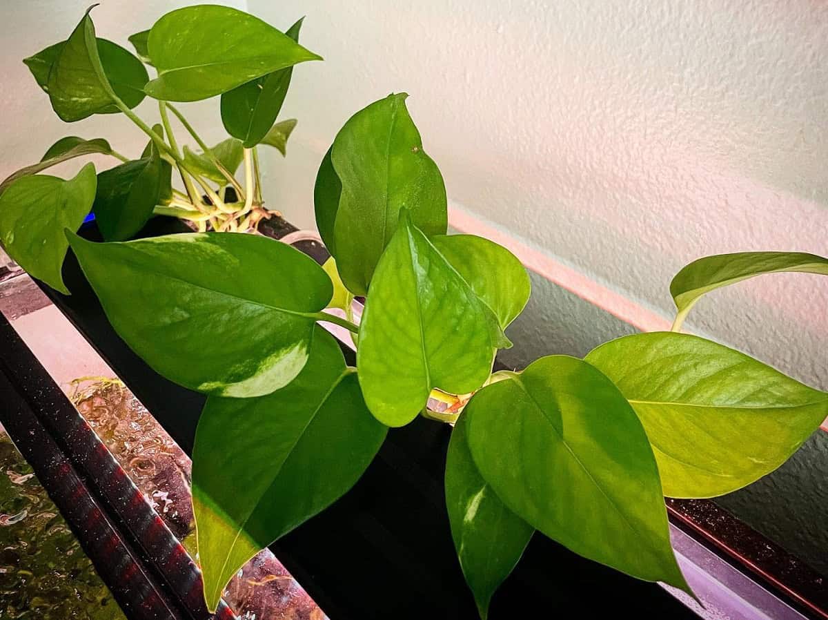 How To Grow Pothos In Aquarium | Houseplant Alley