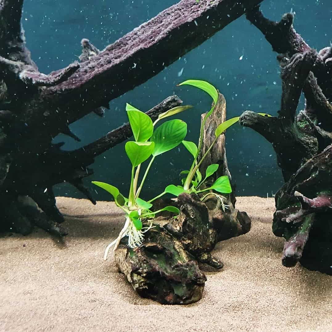10 Types Of Anubias Aquarium Plants | Houseplant Alley
