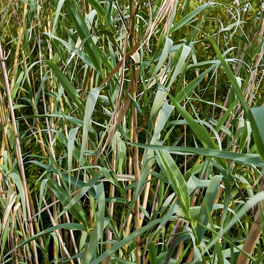 8 Plants That Look Like Bamboo But Are Not | Houseplant Alley