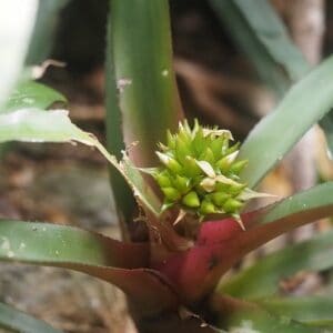 200 Types Of Bromeliads (With Pictures) | Houseplant Alley