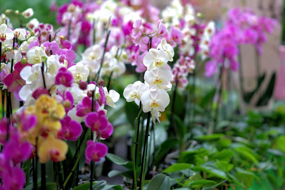 19 Best Indoor Plants For Arizona | Houseplant Alley