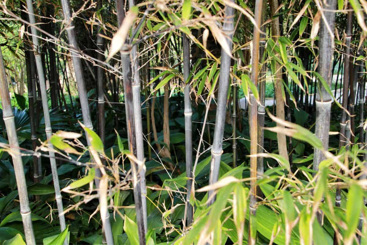 9 Indoor Types Of Bamboo Plants | Houseplant Alley