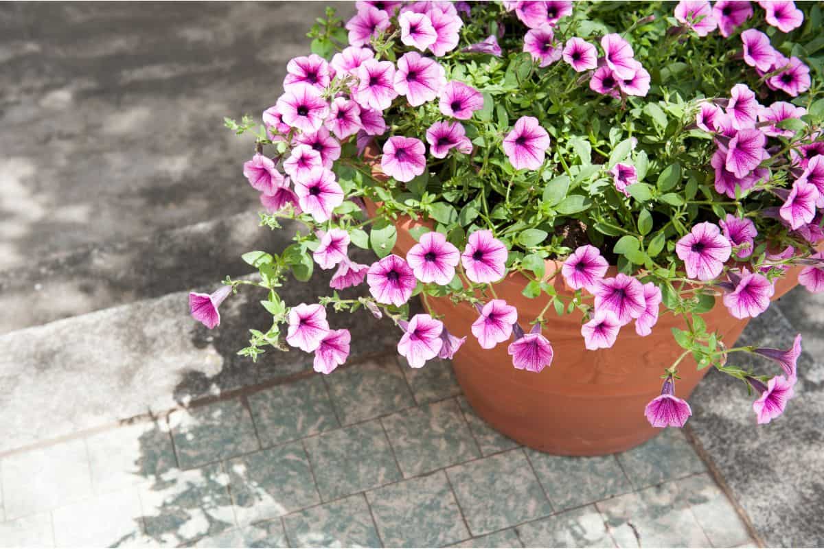 20 Best Indoor Plants To Grow From Seeds | Houseplant Alley