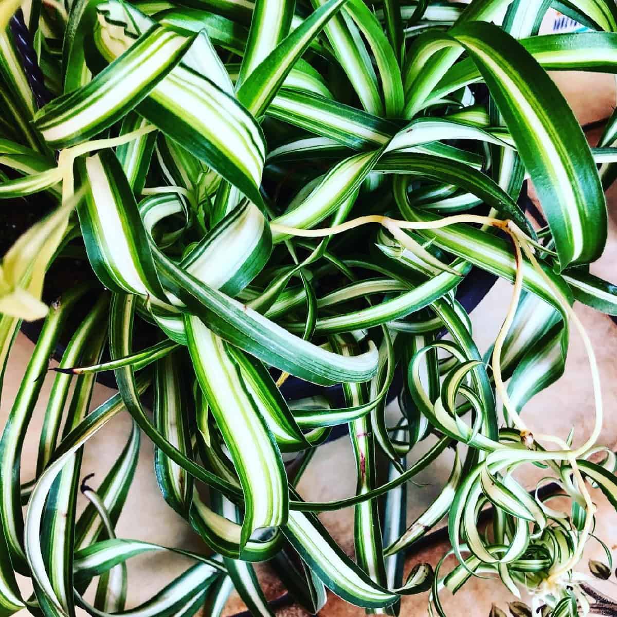 19 Types Of Spider Plants (With Pictures) | Houseplant Alley