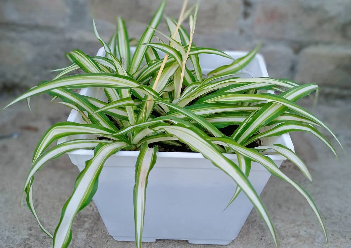 19 Types Of Spider Plants (With Pictures) | Houseplant Alley